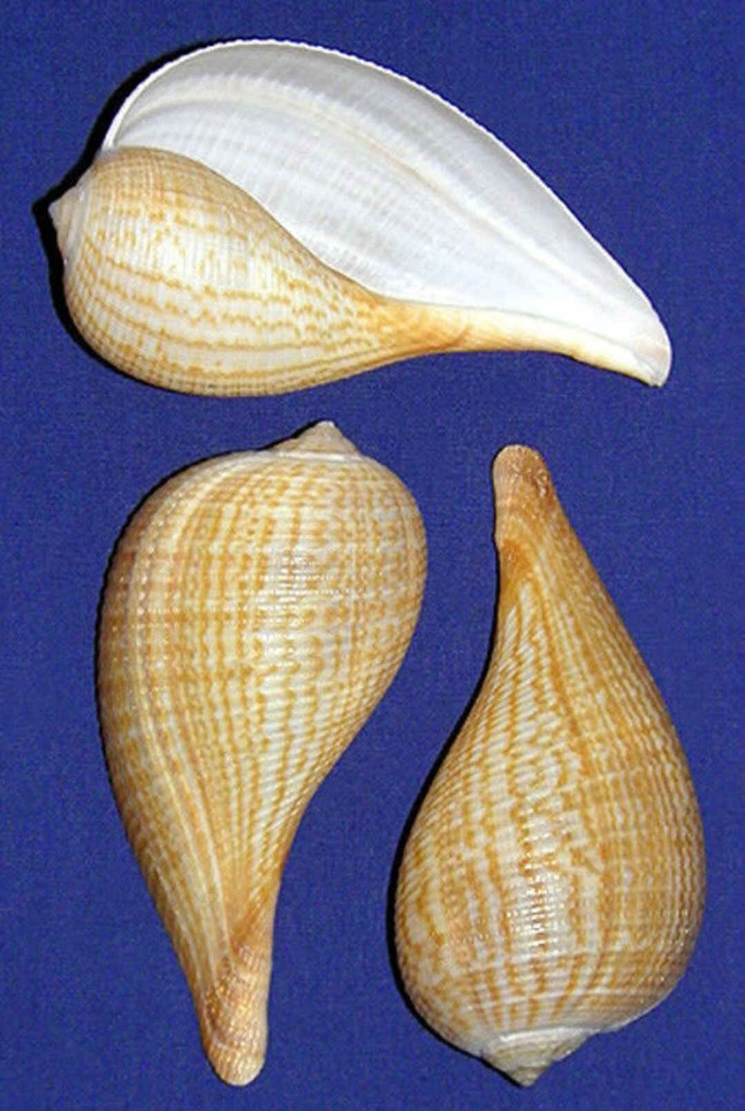 Gracilis Fig Seashell ~ Ficus Gracilis 3" (1 Shell) - Etsy