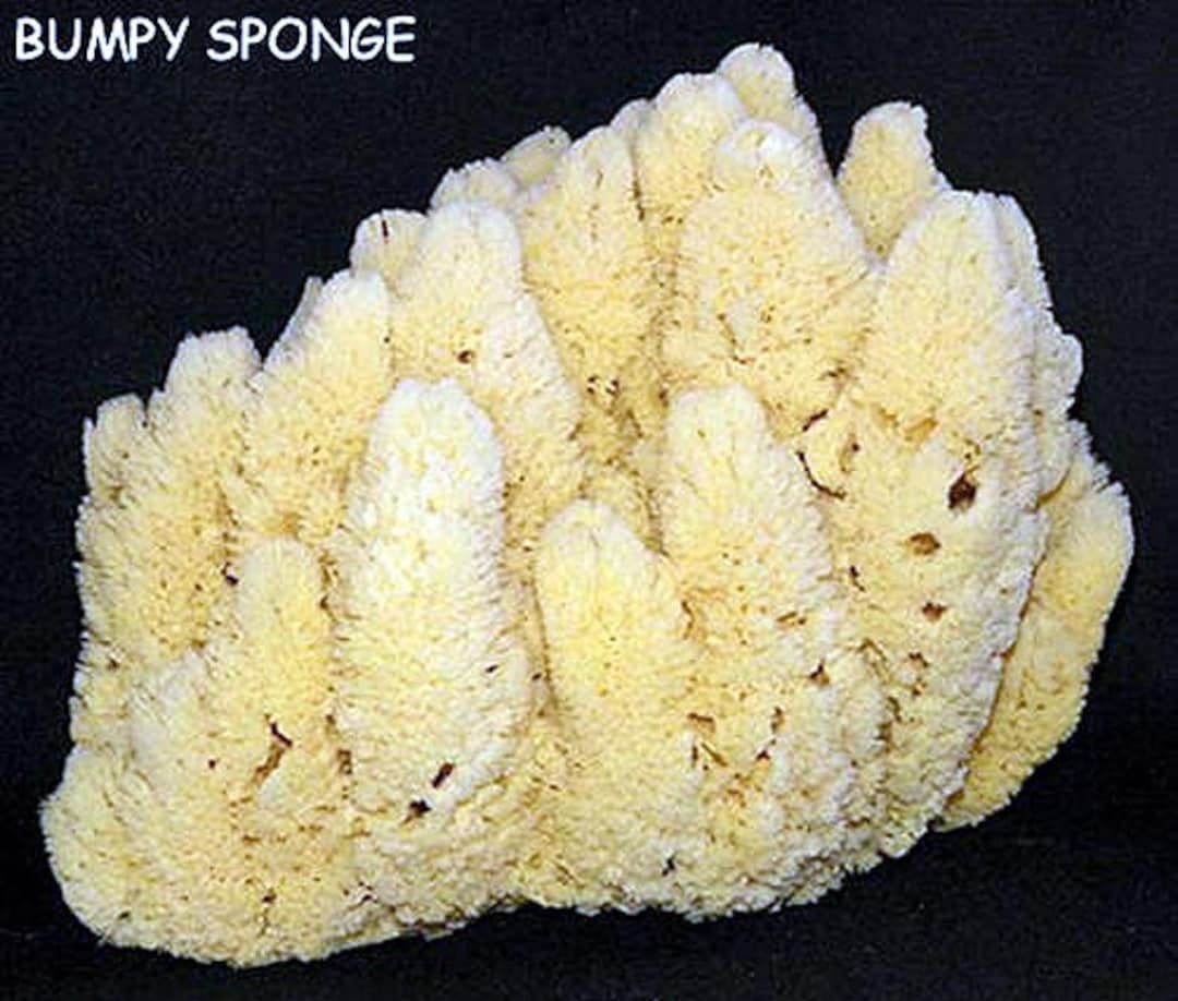 Large Yellow Coral Bumpy Sea Sponge Approx. 8"x8" Variations Within Each Specimen May Not Look ...