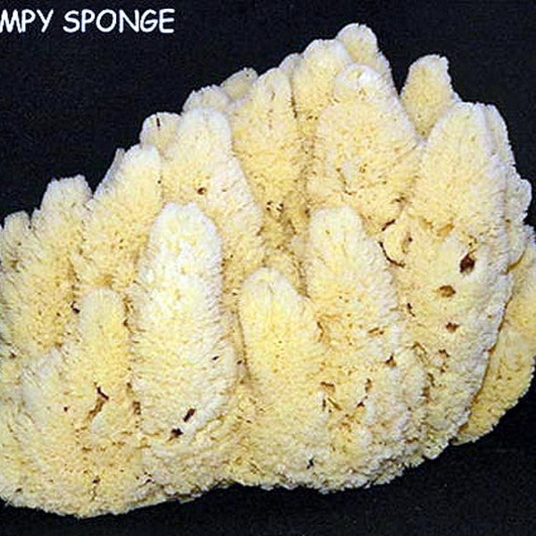 Large Sea Sponge - Etsy