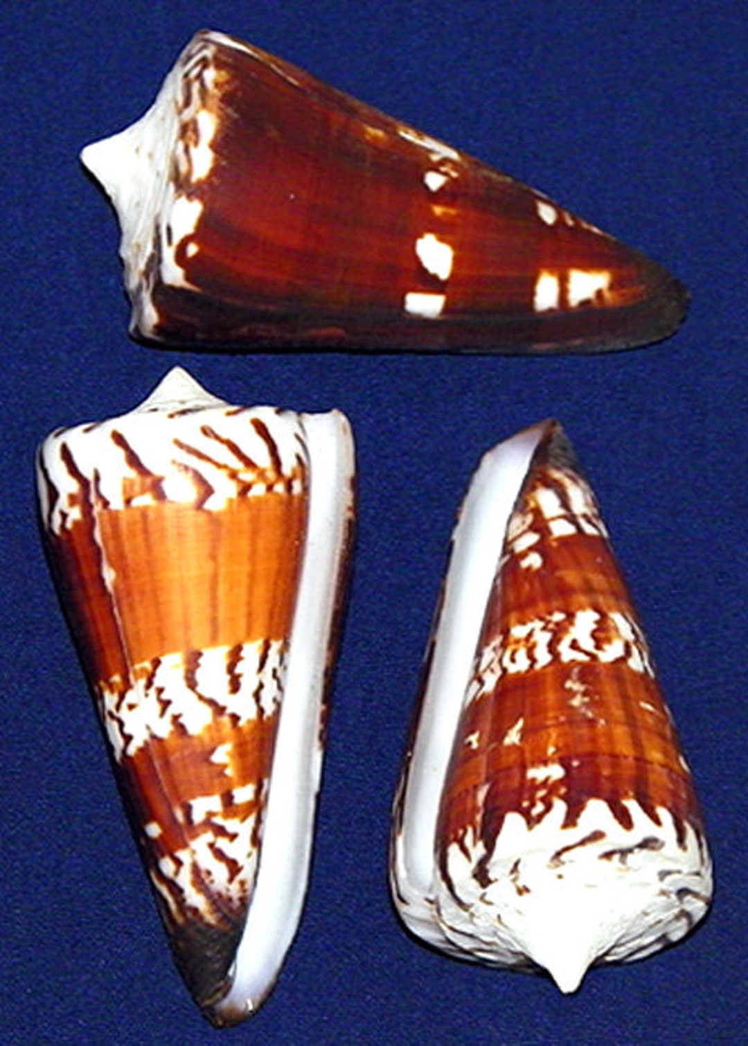 Conus Generalis General Cone Polished Seashell 2-1/2"-3" (67mm.) (1 ...