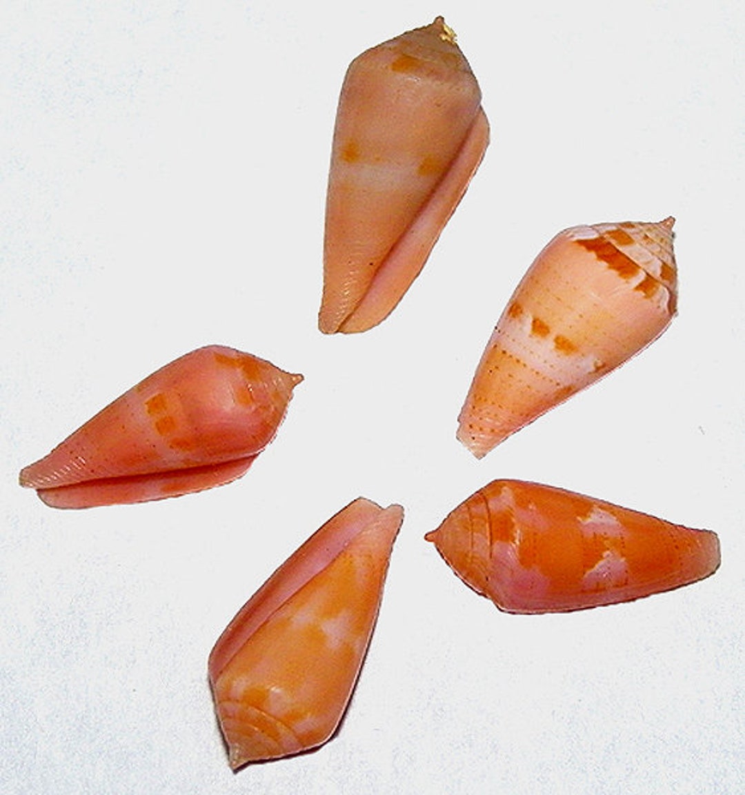 Conus Corallinus ~ Cone Shell ~ Aprox. (5/8"/17mm.) F+++ Specimen Collector Shell. Each - Etsy