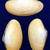 Pecten Pallium Scallop Paired Seashells (top and Bottom Not Glued) ~ 2 ...