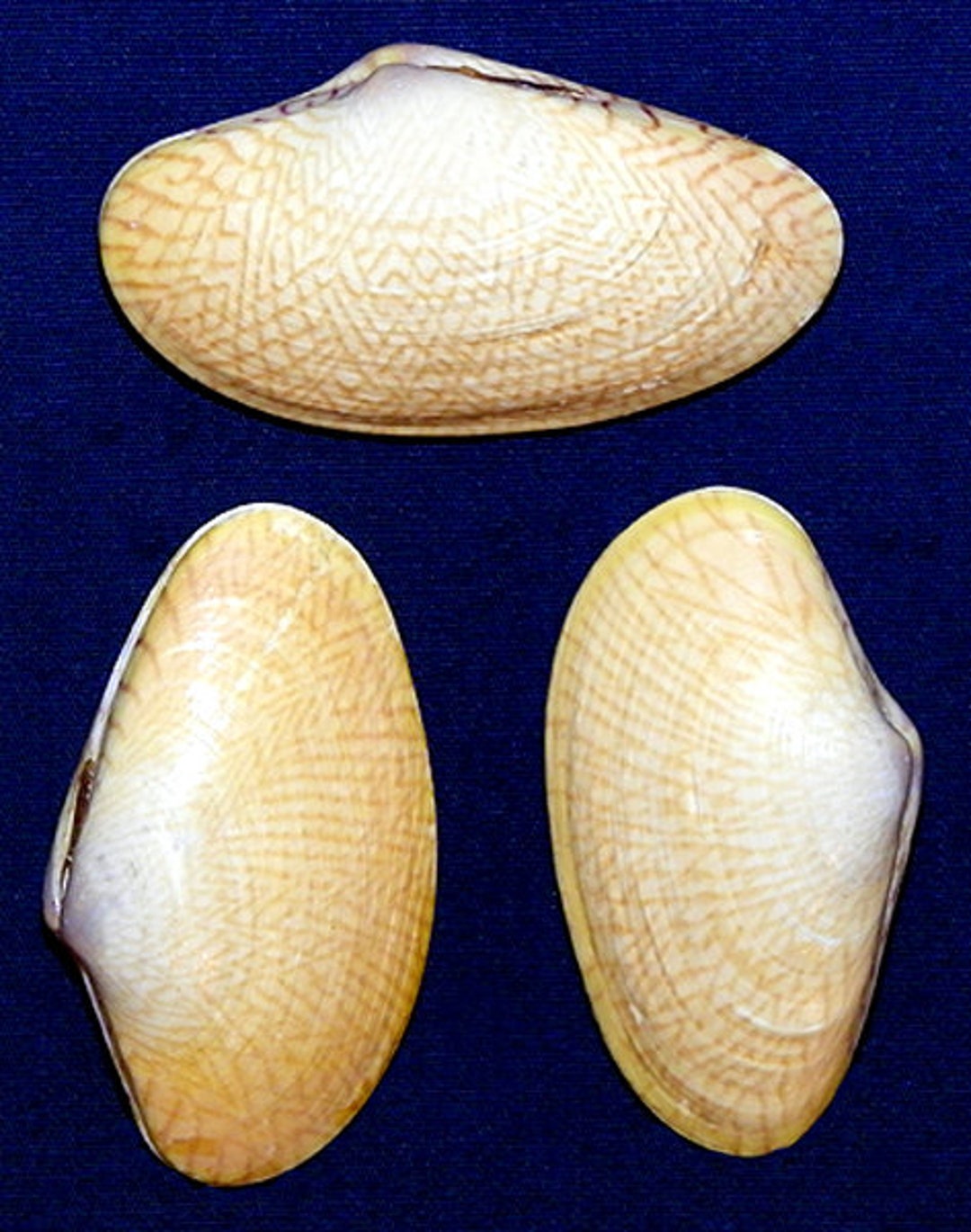 Brown Paphia Textile Nylon Clam Shell 2"-2-1/2" (2 Shells) - Etsy