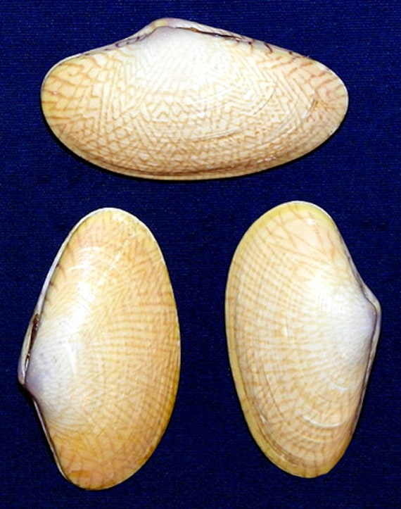 Brown Paphia Textile Nylon Clam Shell 22-1/2 2 - Etsy