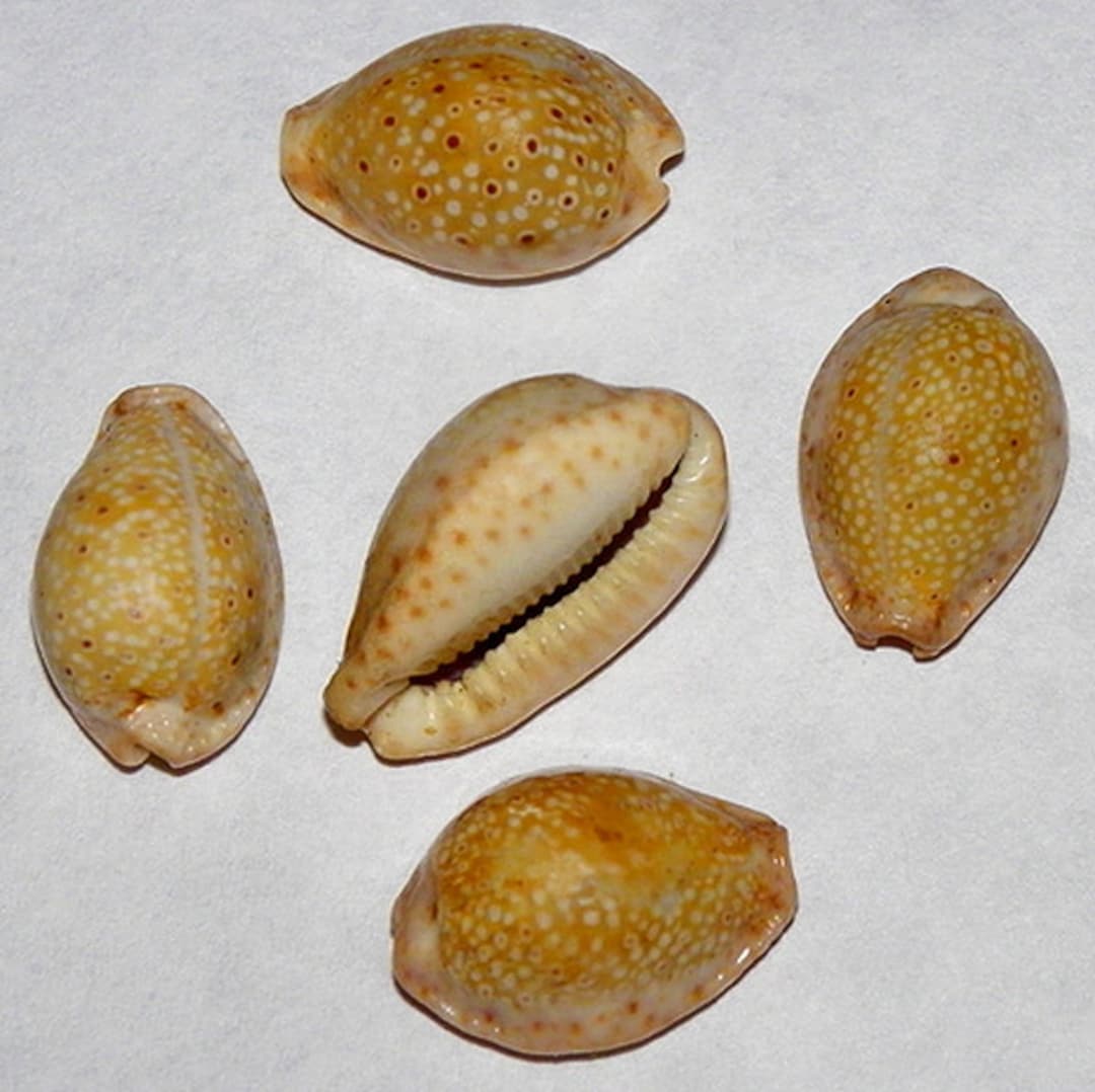 Cypraea Erosaria Spuca ~ Cowrie Seashell Approx. (3/4"/21mm.) F ...