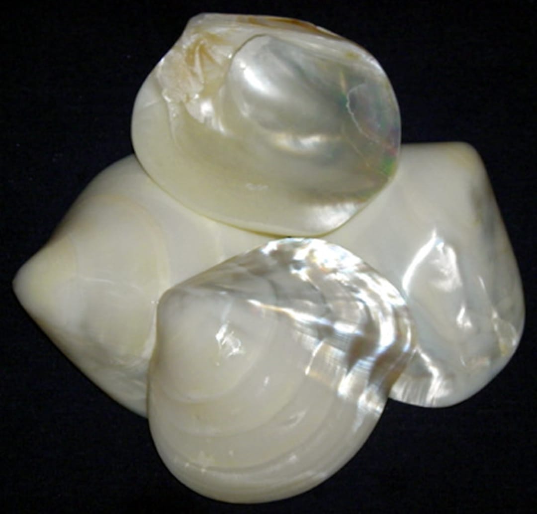 Fresh Water Half Clam Shell Pearled Polished 2
