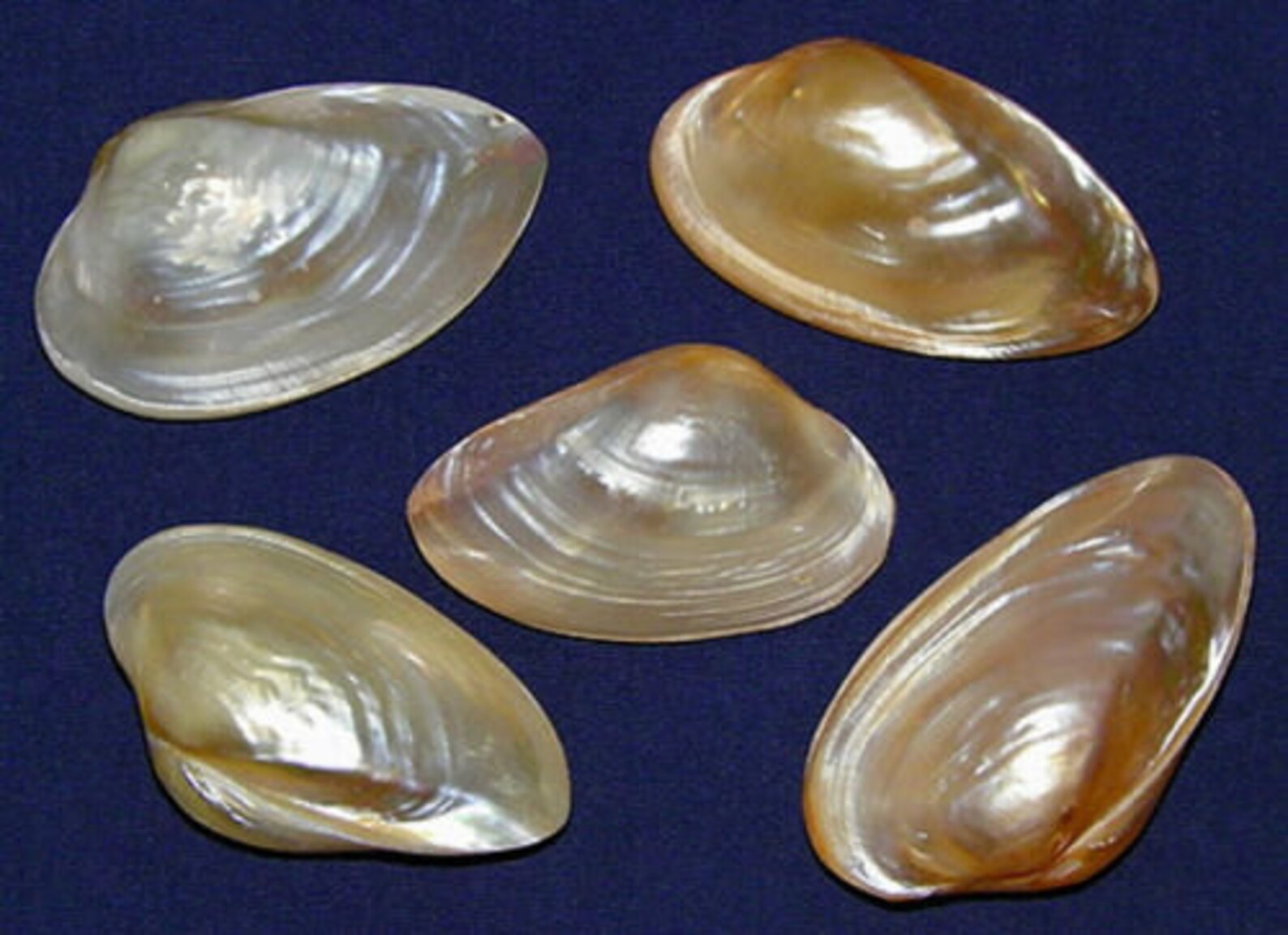 Polished Pink Mussel Pair Glued Together Shells From Thailand~1-1/2"-2 ...