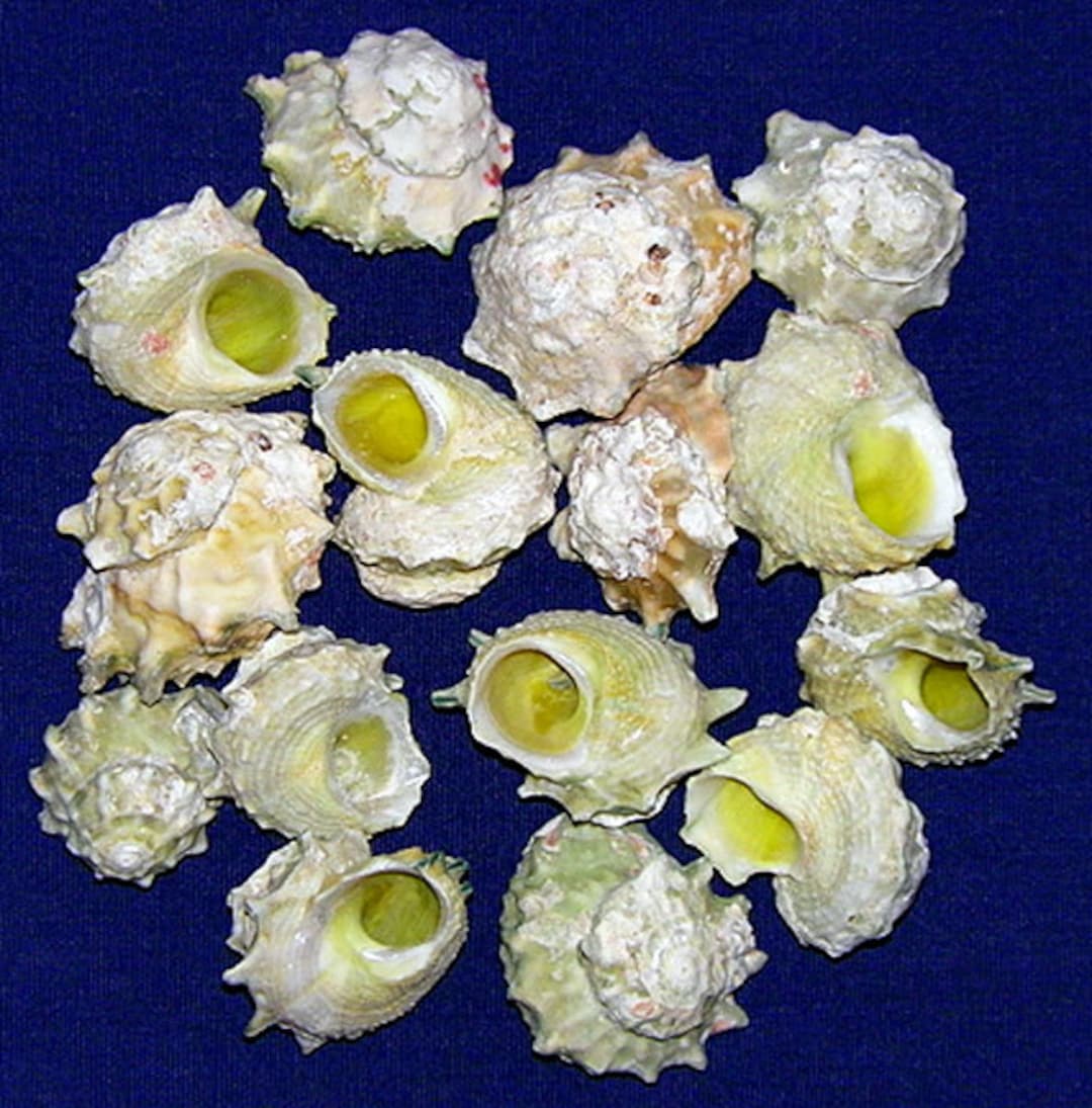 Astraea Calcar Spurred Turban Craft Shell ~ Approximately (35 Pcs.) 1 ...