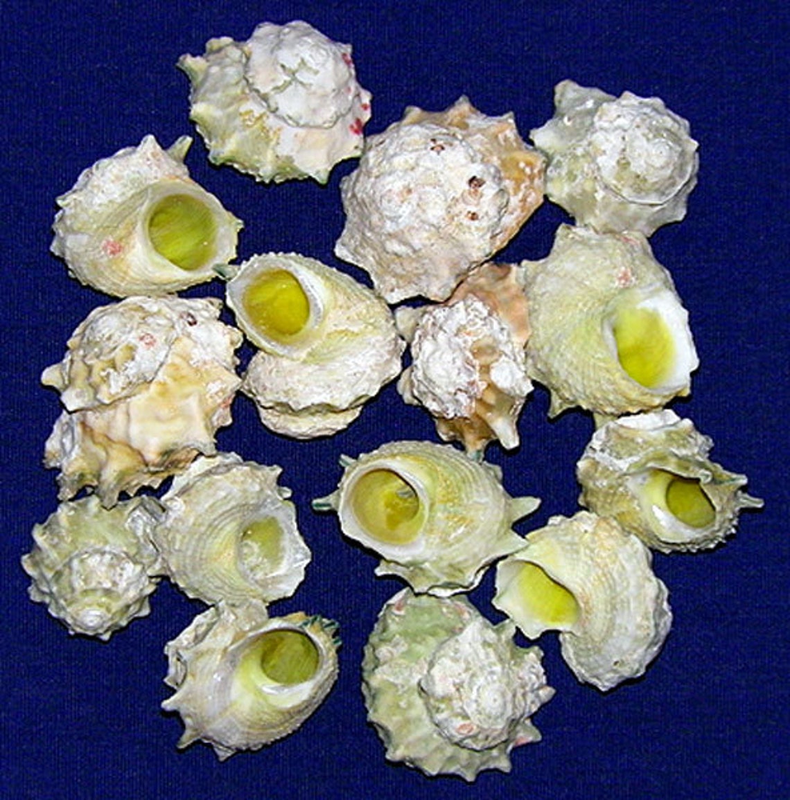 Astraea Calcar Spurred Turban Craft Shell ~ Approximately (35 Pcs.) 1 ...