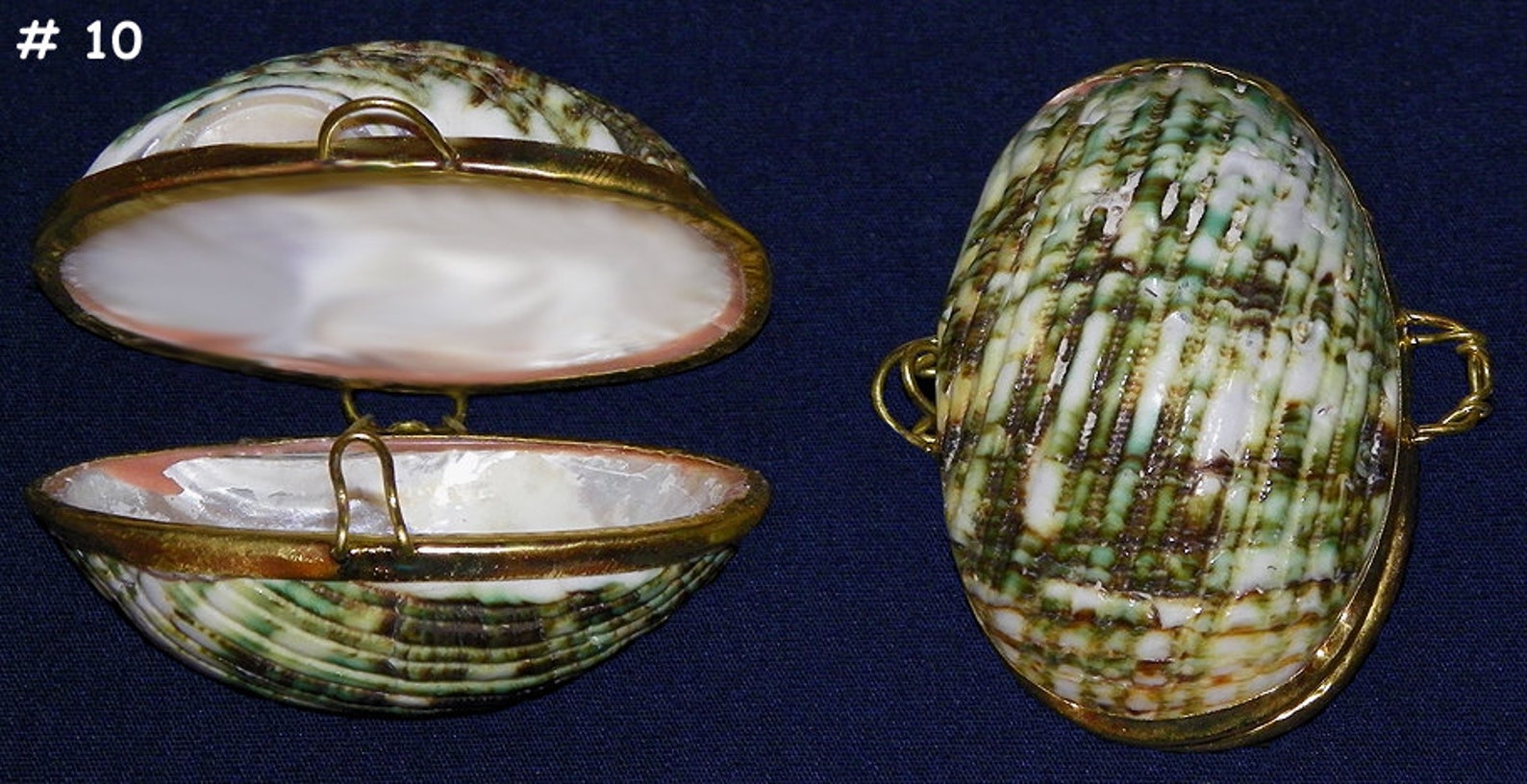 Real Seashell Trinket Coin Pill Jewelry Box or Purse - Etsy
