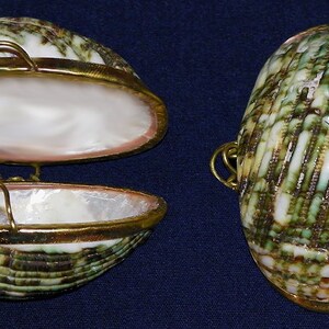 Real Seashell Trinket, Coin, Pill, Jewelry Box or Purse ~ Available in ...