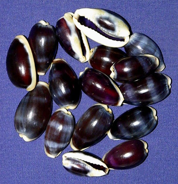 Cypraea Mauritia Erones Purple Cowrie Shells - Etsy UK