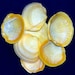 White Buttercup Lucine Clam Seashells~ 1-1/2" - 2-1/2" ~ (5 Shells ...
