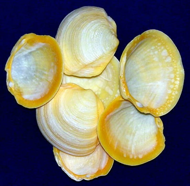 White Buttercup Lucine Clam Seashells~ 1-1/2" - 2-1/2" ~ (5 Shells ...