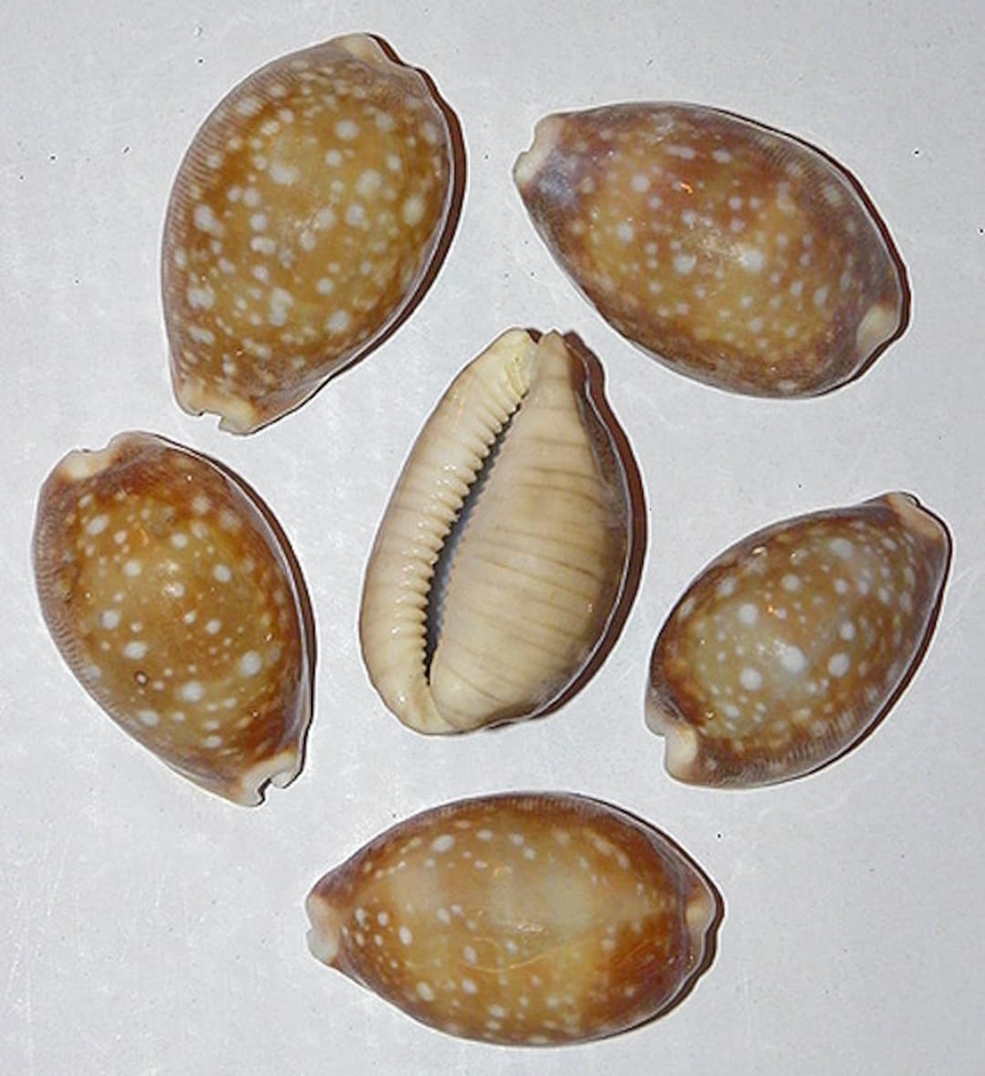 Cypraea Vitellus Deer Fawn Cowrie Cowry Seashell 1-1/2"-2" Seashells (2 ...