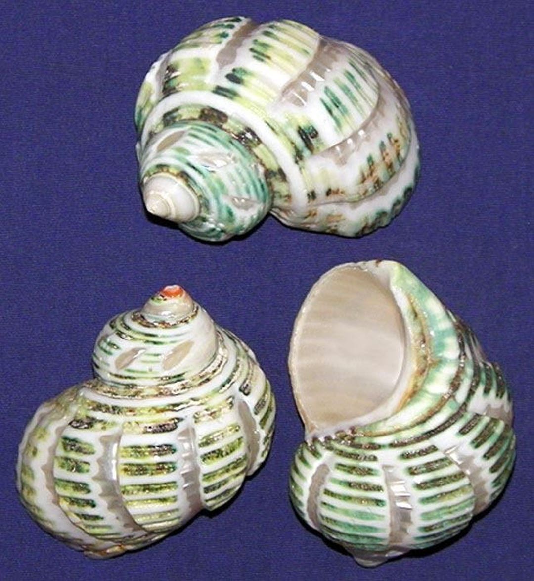Polished Side Band Green Turbo Shells ~2"-2-1/2"~ Craft Seashell (1 ...