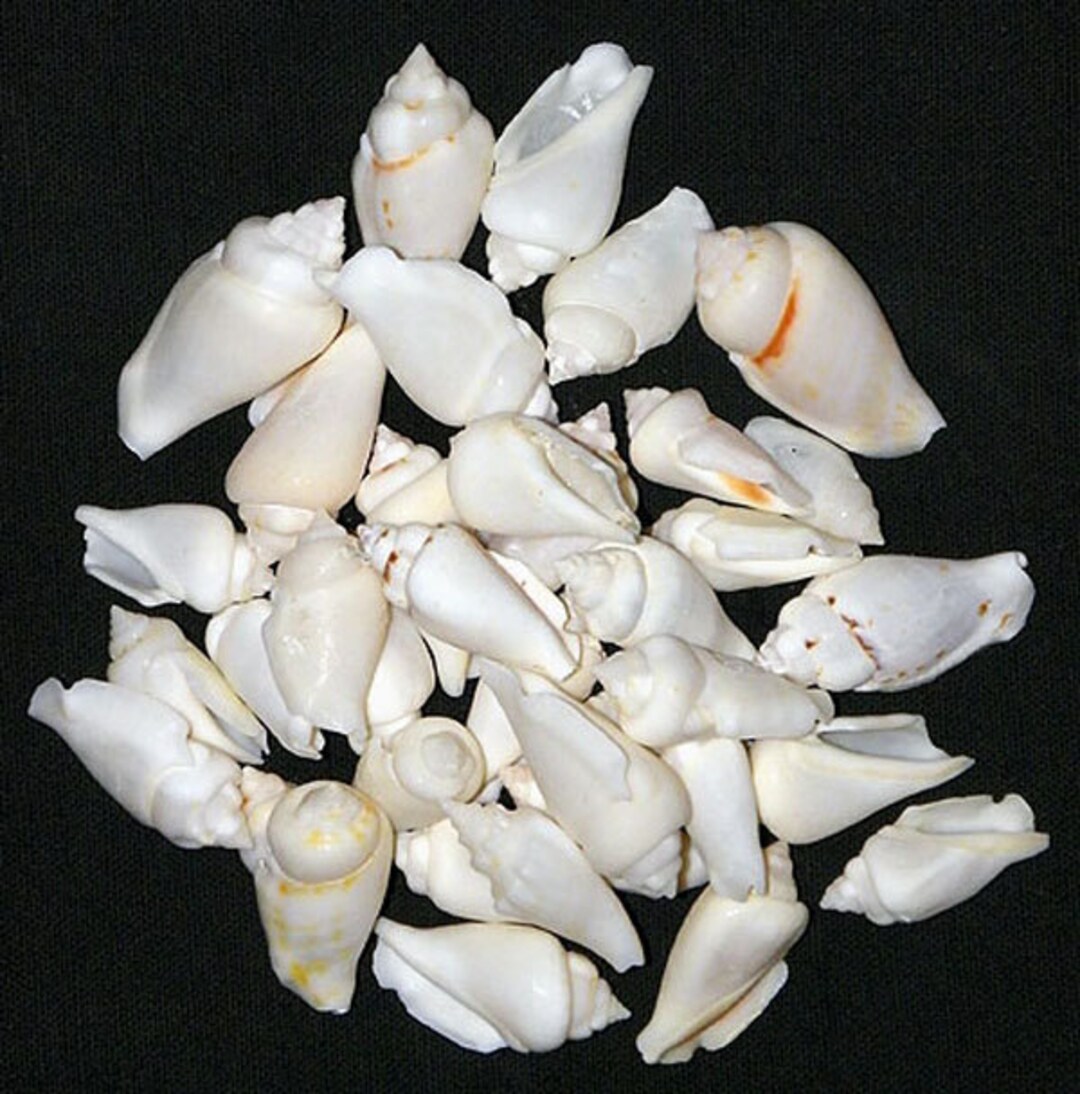 White Chula Craft Shells ~approximately (40) Shells 1/2lb.) 1"-1-1/2 ...