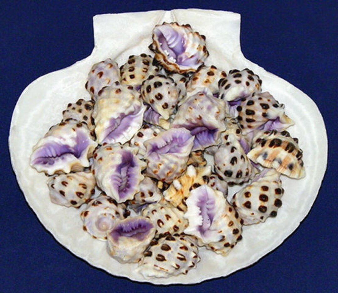 Purple Drupa Morum Shells 1"-1-1/4"~ Craft/jewelry Seashells ~ (5 ...