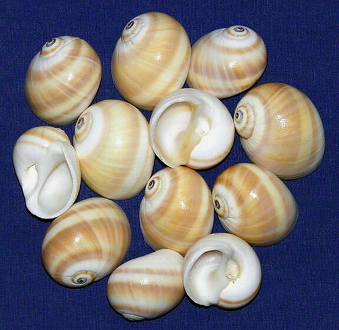Nautica Vitellus Center Cut Calf Moon Snail Shells - Etsy