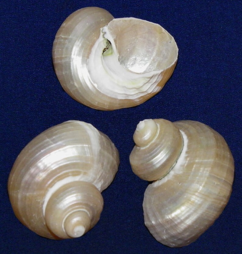 Lg. Pearled Turbo Bruneus Seashells2 2-1/4 - Etsy Australia
