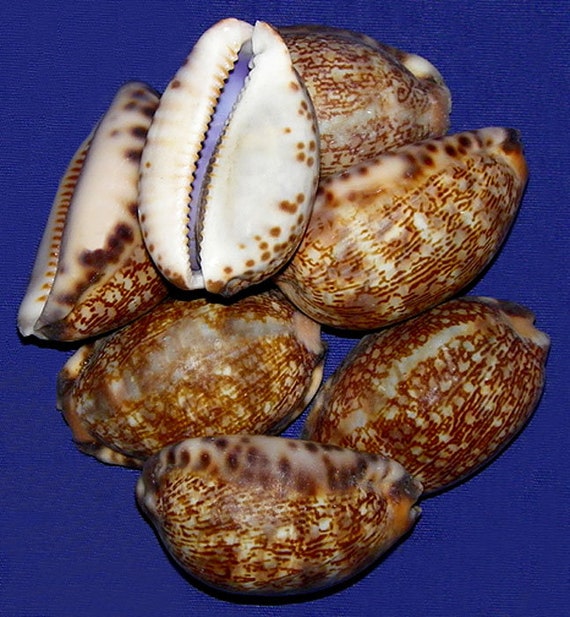 Cypraea Eglantina Cowrie Cowry Craft Seashells 2 1 | Etsy