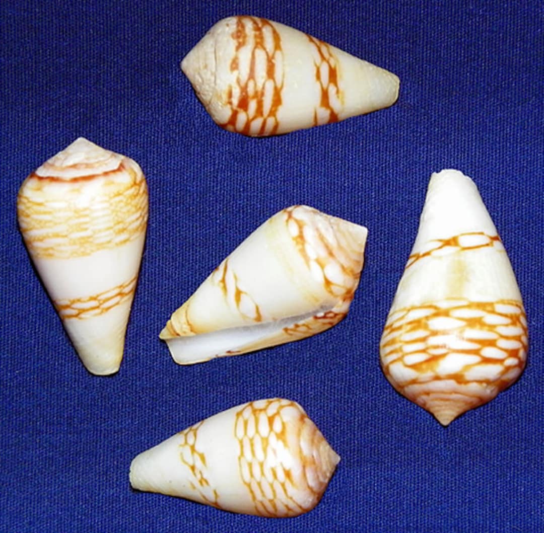 Conus Mercator ~ Cone Seashell ~ Approx. (27mm./1") F+++ Specimen ...