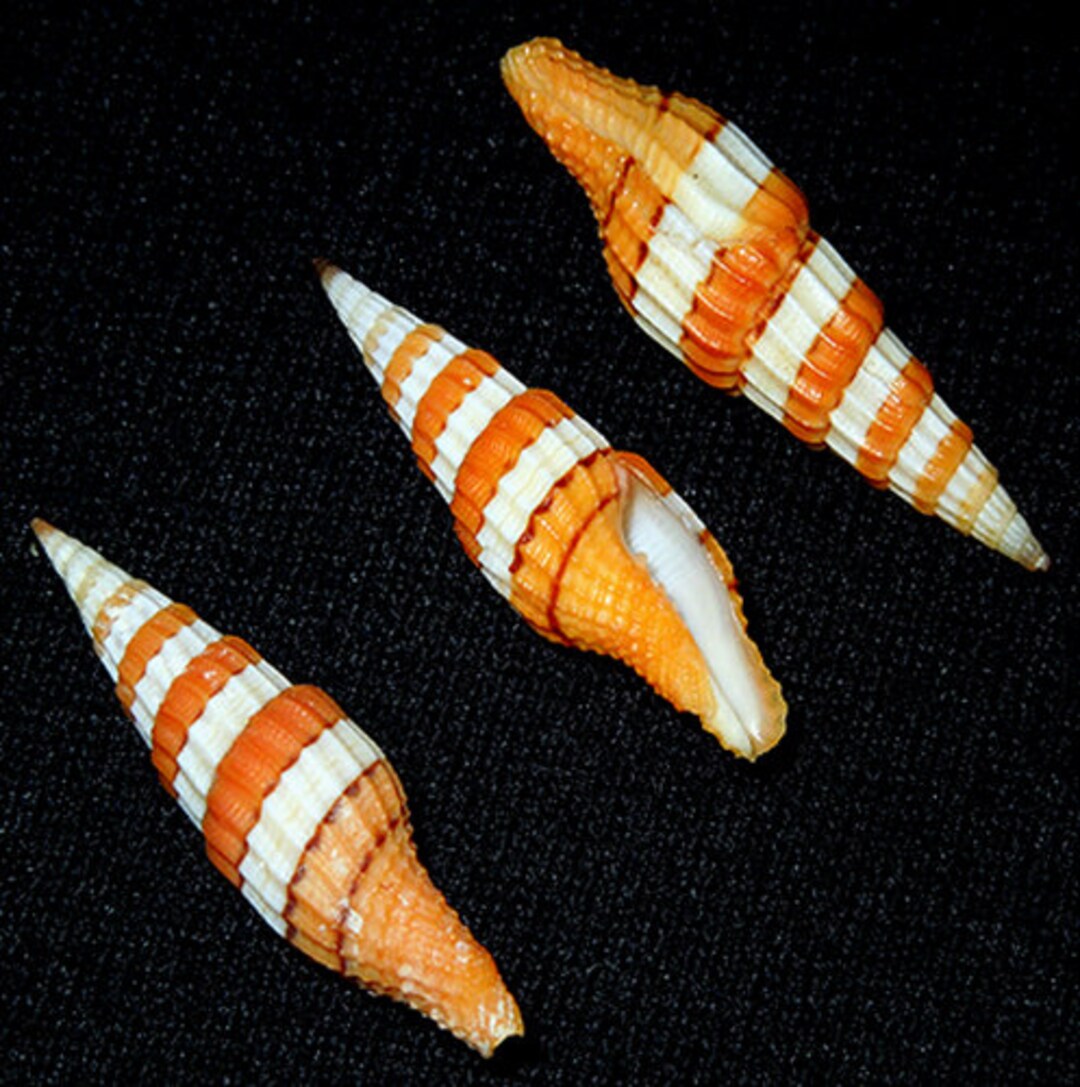 Vexillum Citrinum Filiareginae ~ Mitra Shell (34mm.)(1-3/8") Specimen ...