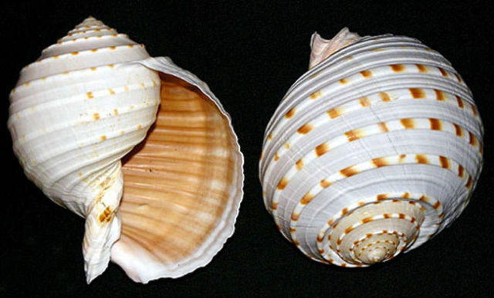 Lg. Spotted Tun Seashell tonna Dolium 5craft Seashell 1 Shell BULK ...