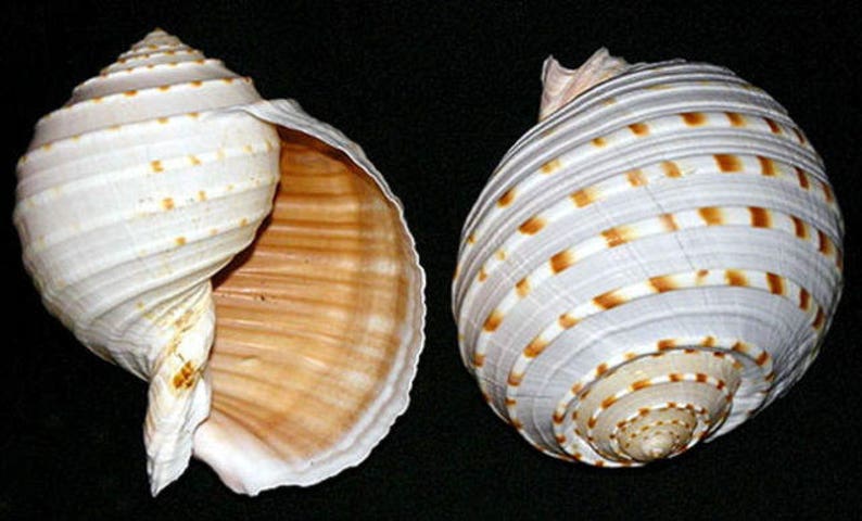Lg. Spotted Tun Seashell tonna Dolium 5craft Seashell 1 Shell BULK ...