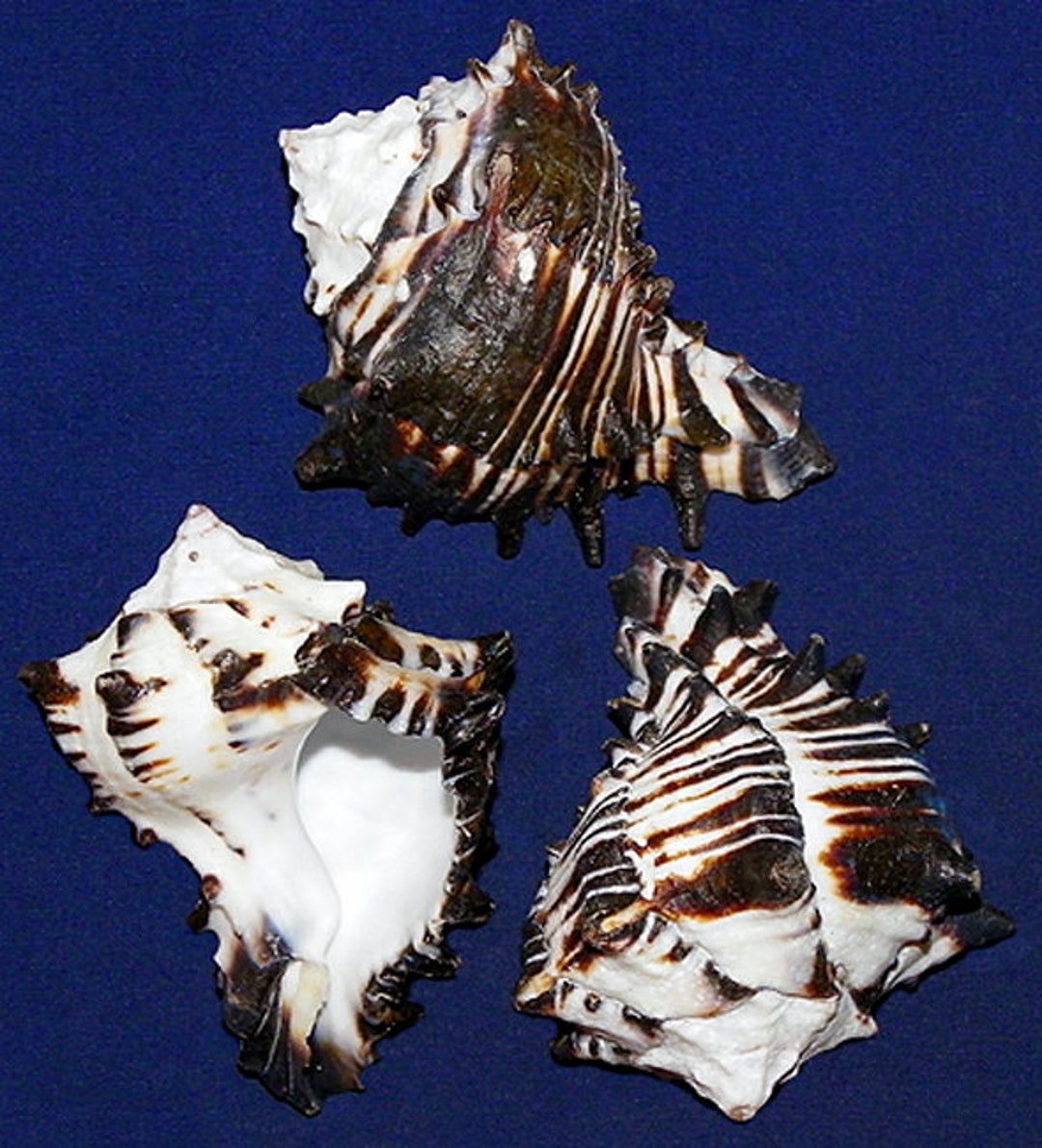 Black Murex Shell ~ 3" (1 Shell) - Etsy