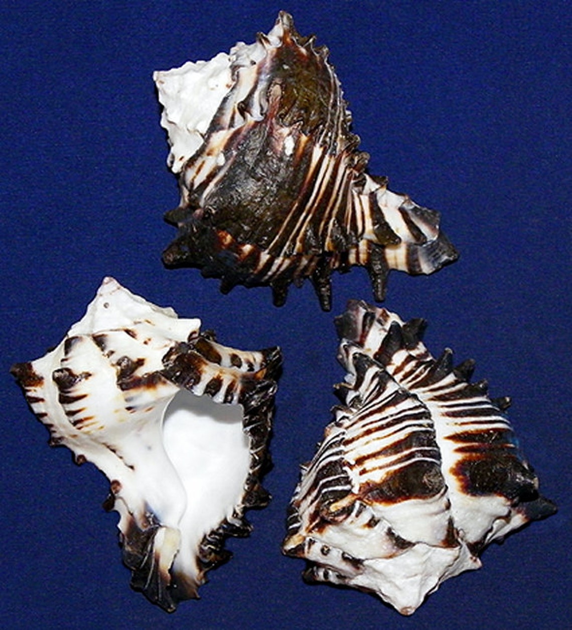 Black Murex Shell 3 1 Shell | Etsy