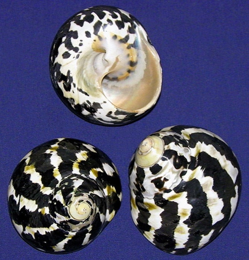 Polished Magpie Pica Turbo Seashells 2 2-1/2 1 | Etsy