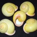 Cebu Beauty Snail Shells 1/23/4jewelry Seashell Supplies 20 Shells - Etsy
