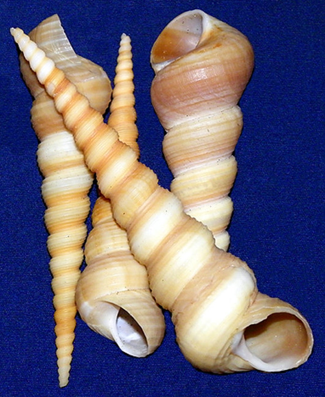 Brown Screw Turritella Terebra Auger Shells 4 5 craft Seashells 2 ...