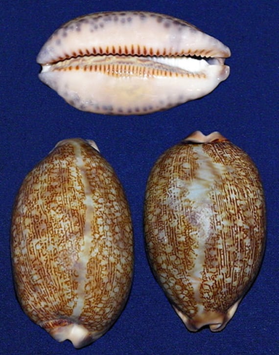 Cypraea Mauritia Arabica Cowry Seashell 2 1 Shells | Etsy