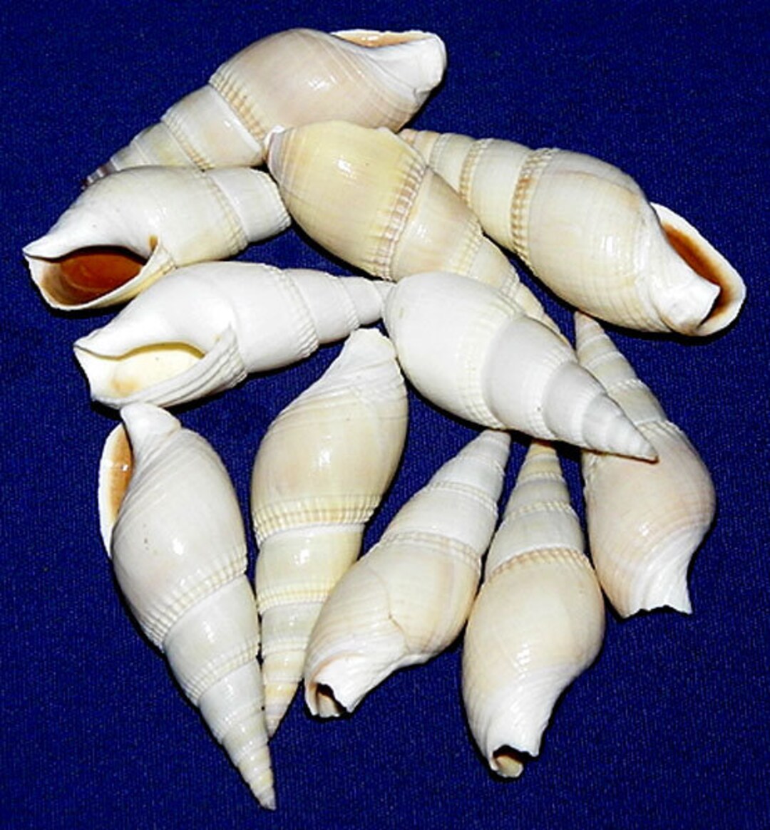 Bullia Vittata Auger Craft Seashells 1-1/2" - 2" ~ (2 Shells) - Etsy UK