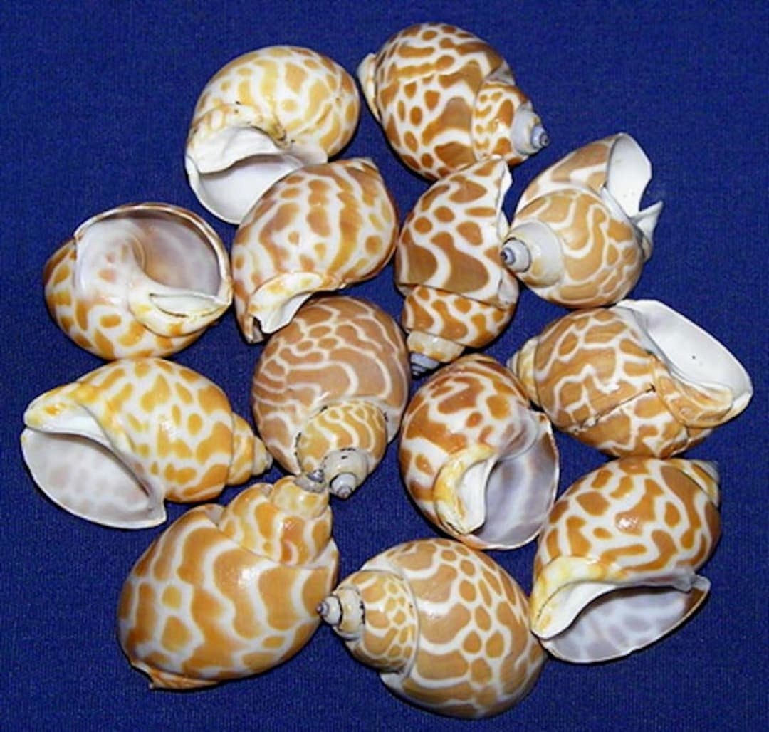 Babylonia Spirata~cassis Shells 1"-1-1/4" (5 Shells) - Etsy
