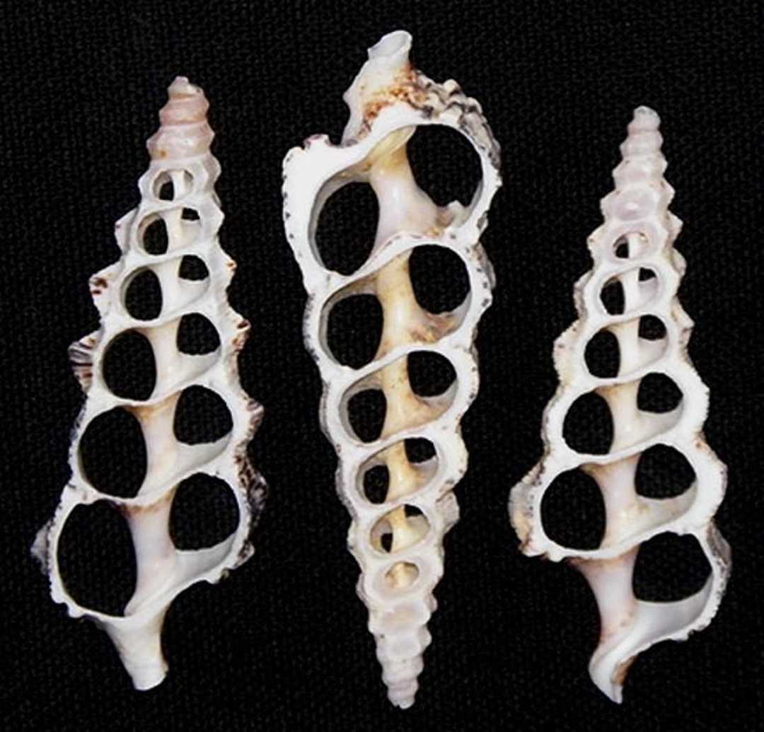 Center Cut Sliced Knobby Cerithium Nodolosum Craft Shells ~ 3"~ (5 ...