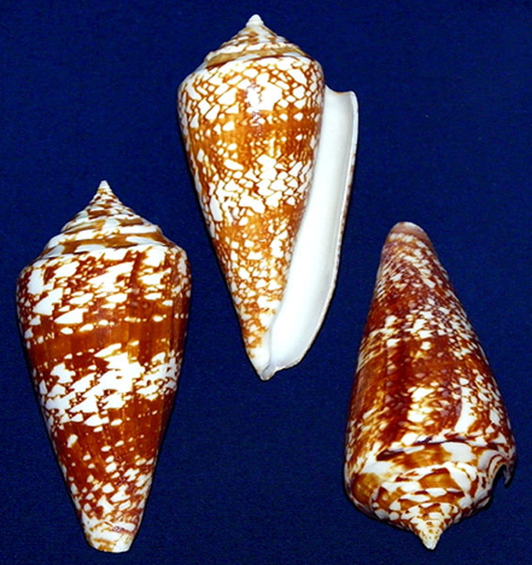 Conus Amadis Cone Sea Shell~ 1-3/4"-2-1/4" (1 Shell) - Etsy