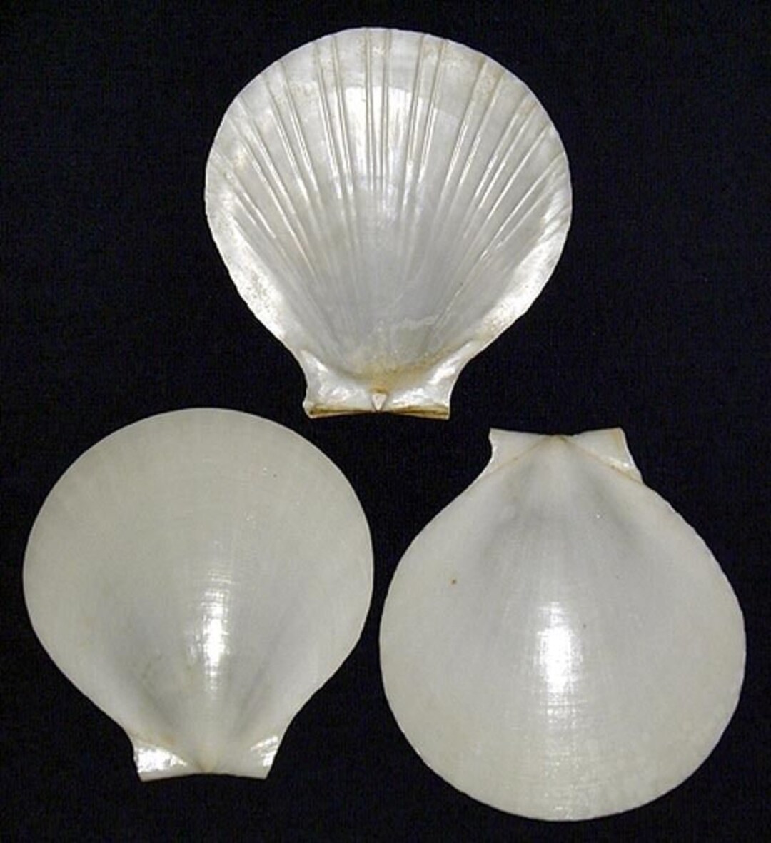 White Flat Sun Moon Scallop Half Shells ~ Cockle,pecten~craft Seashells ...