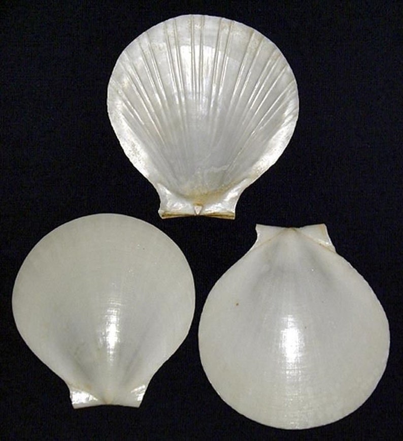 White Flat Sun Moon Scallop Half Shells ~ Cockle,pecten~craft Seashells ...