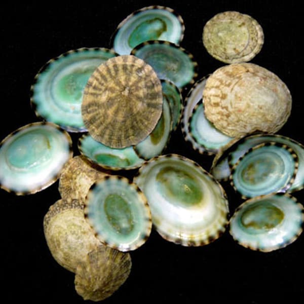 Green Limpet - Etsy