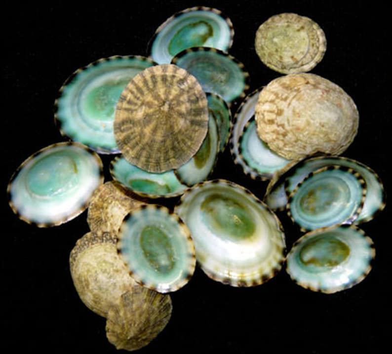 Limpet Blue/green Craft Shells 1/21 5 Shells - Etsy