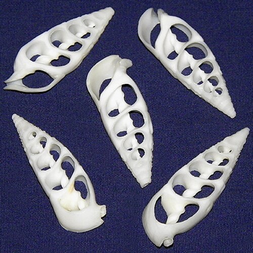 Center Cut Sliced White Tibia 3 4 Craft Shells - Etsy