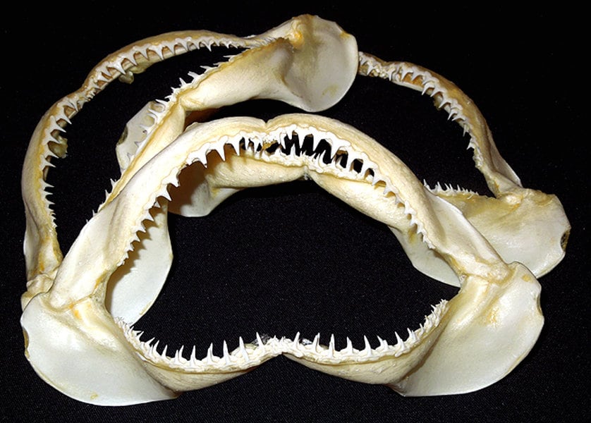 Hammerhead Shark Jaw