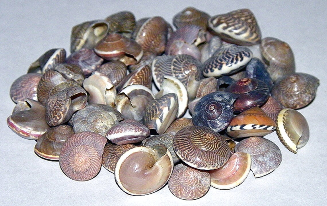 Natural Umbonium Craft Seashells 1/2" (india) (approx. 400 Shells to 1/ ...