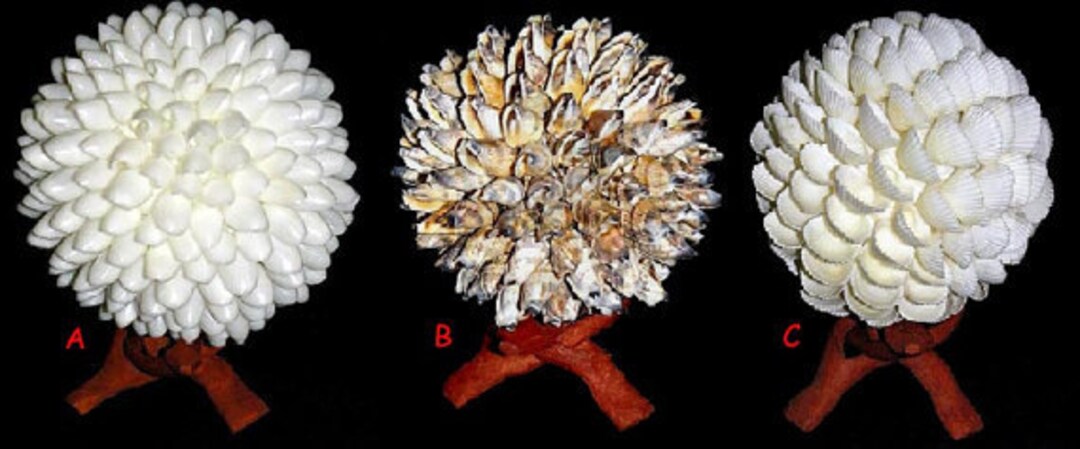 Decorative Shell Balls 4 A Bubble B Chula C - Etsy
