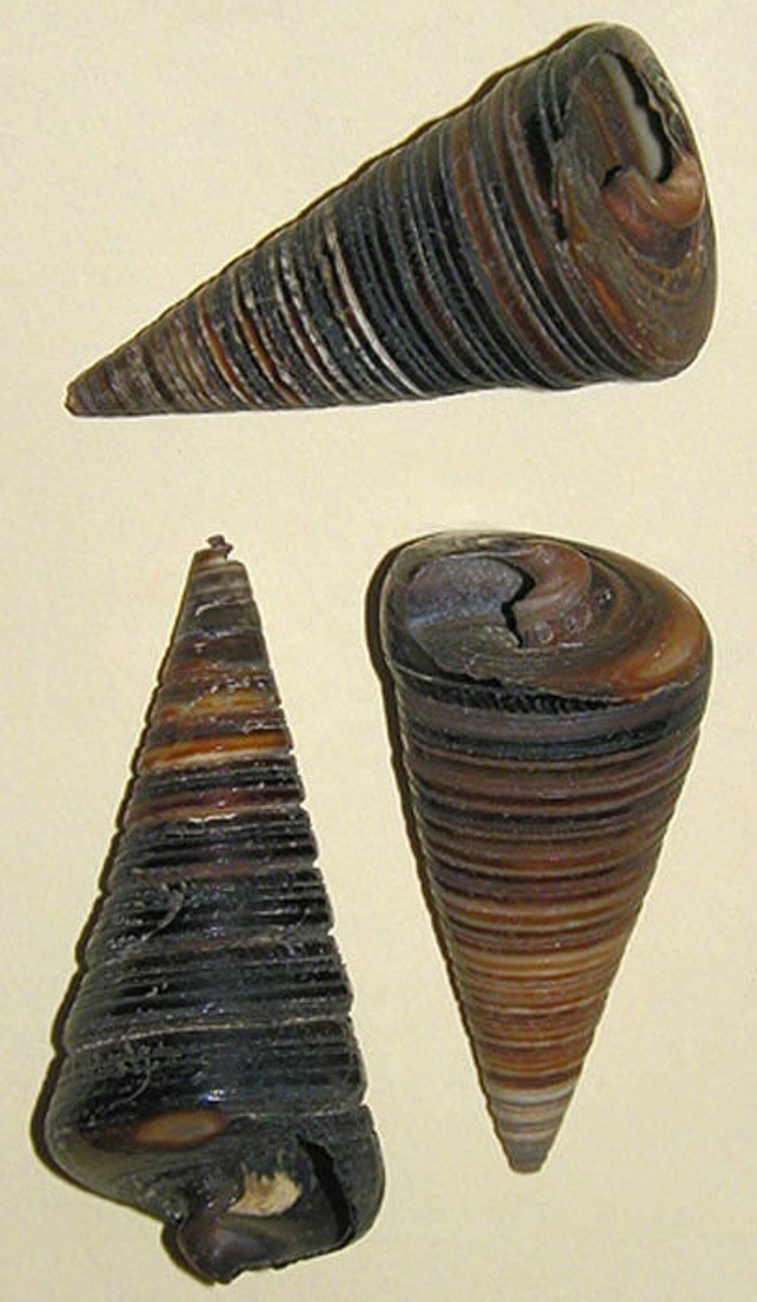 Telescopium Auger Shells~1-1/2"-2" (1 Shell) BULK~ WHOLESALE~ PRICING ...