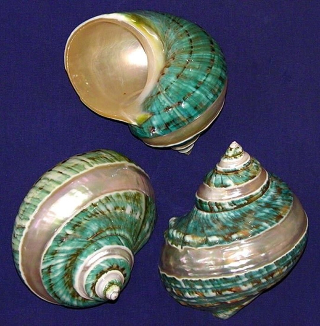 Pearled Banded Polished Green Jade Turbo Shell 3"-3-1/2"~ MOP Seashell ...