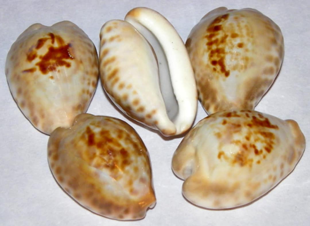 Cypraea Teulerei Cowrie Seashell ~ Approx. (1-3/4"/43mm.) Specimen ...